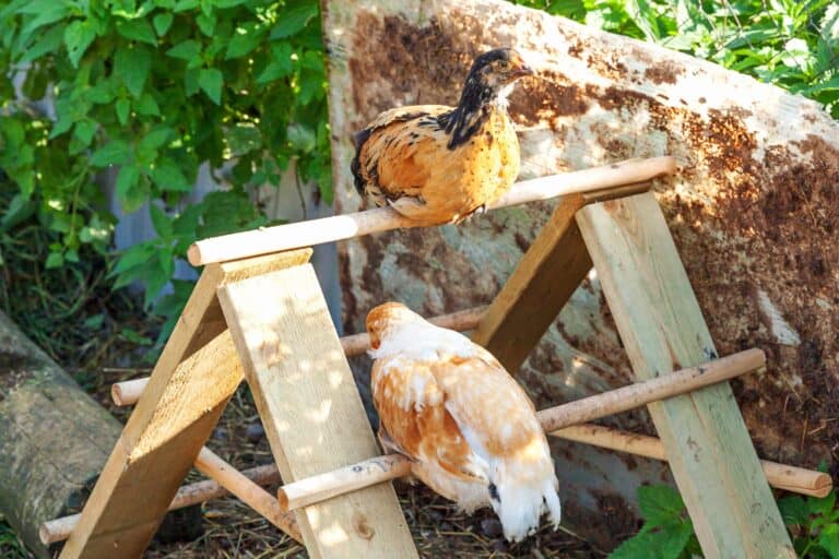 How to Build a Chicken Roost (12 Best Roost Ideas)