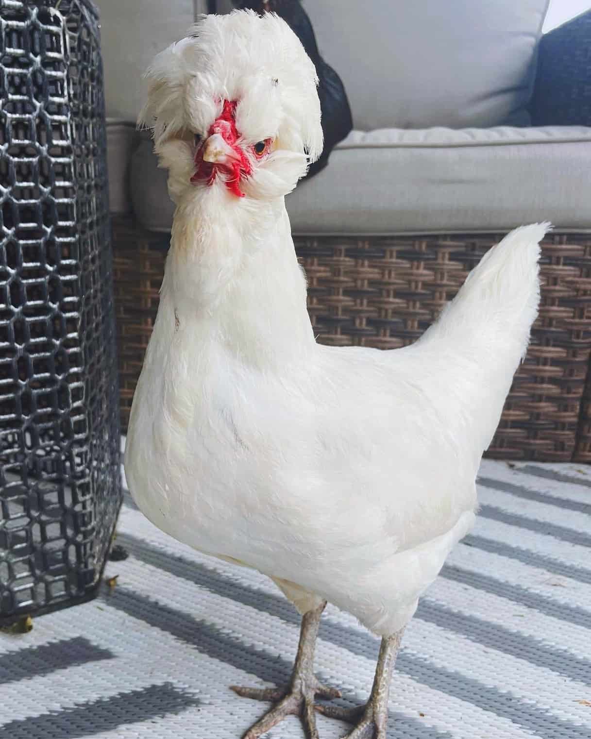 Top 19 Chickens That Lay White Eggs