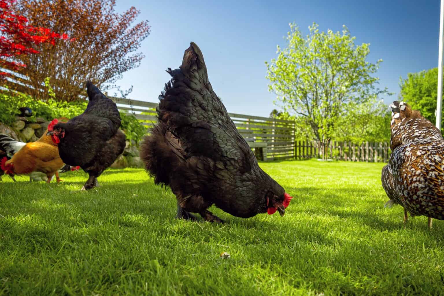 Top 20 Chickens That Lay Colored Eggs