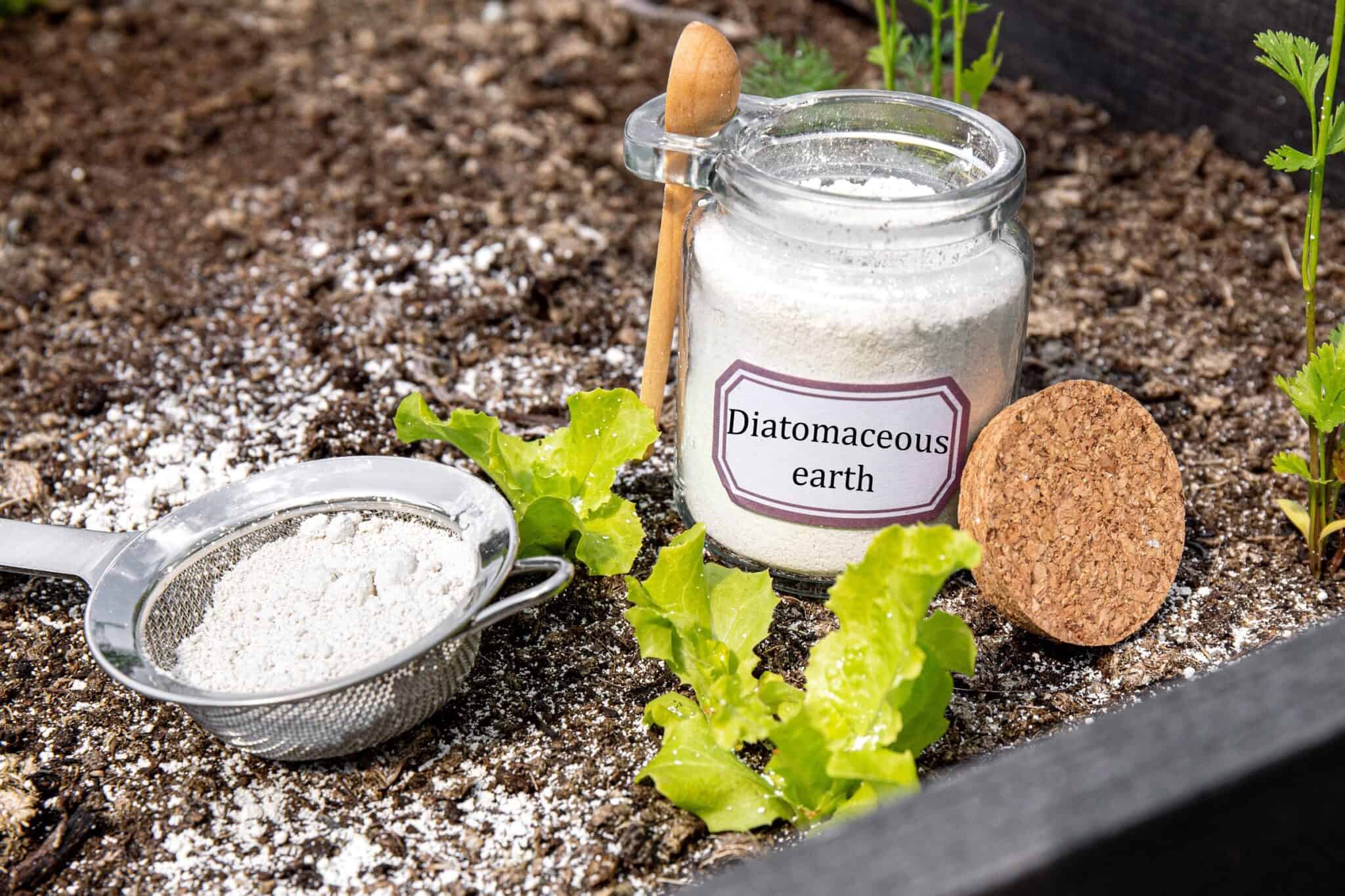 Diatomaceous Earth for Chickens: Benefits & How to Use