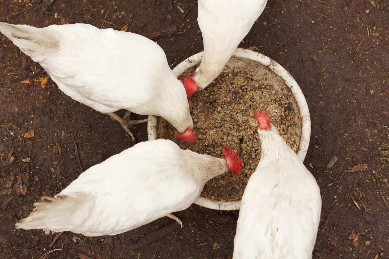 How to Ferment Chicken Feed (for Healthier Hens & Eggs)