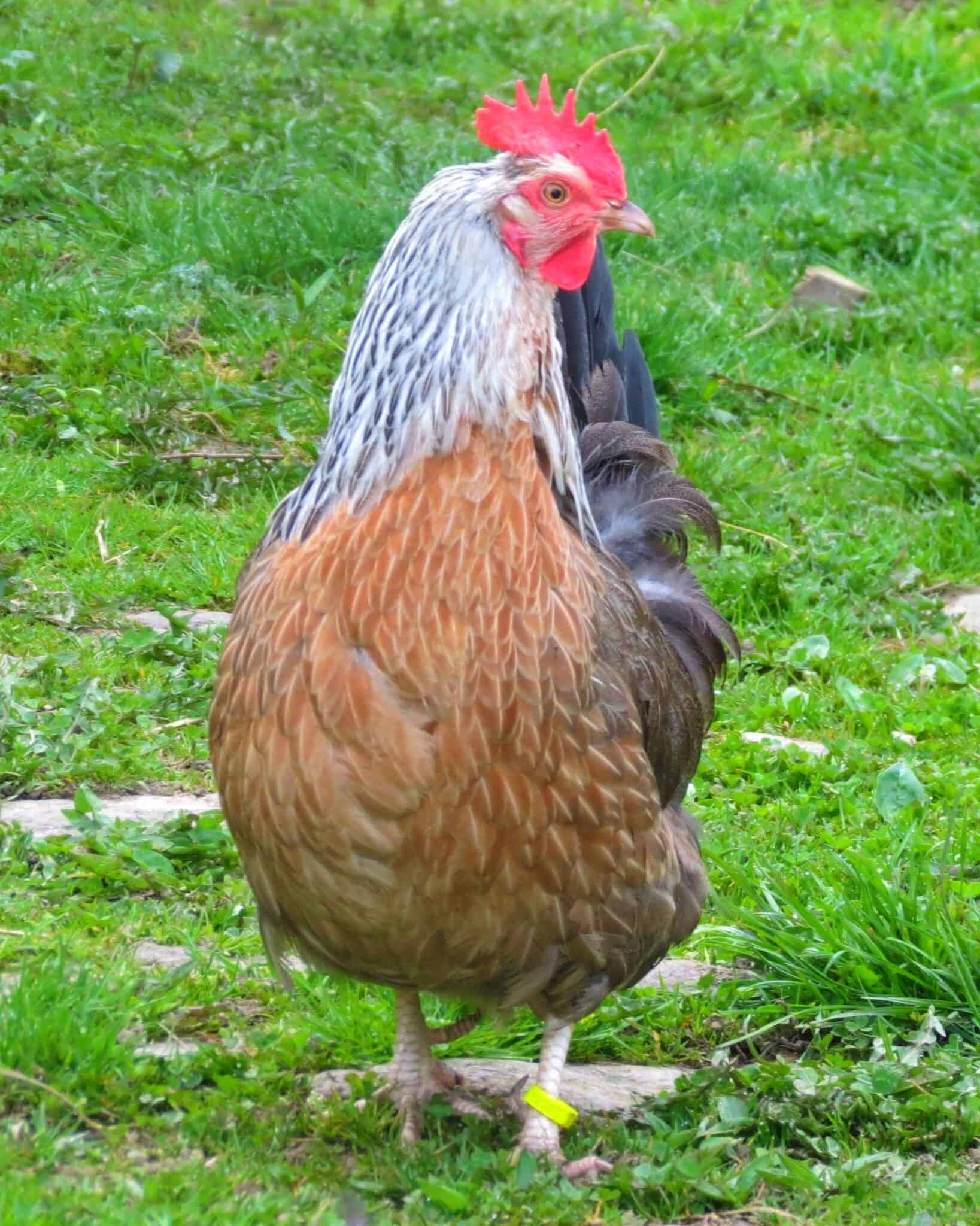 Top 19 Chickens That Lay White Eggs