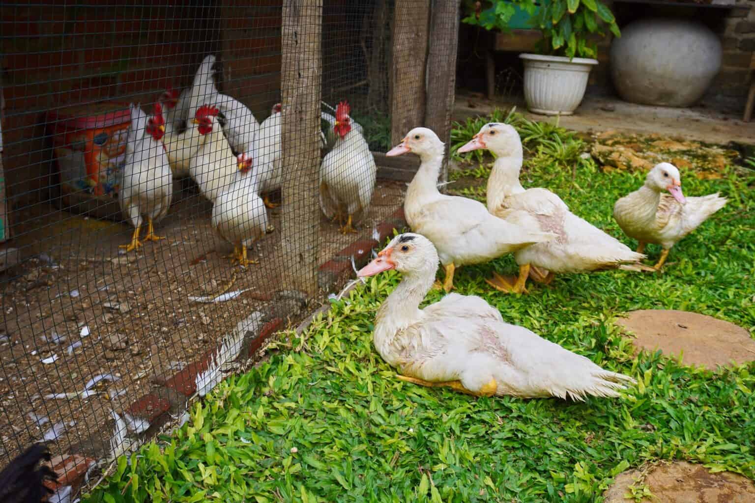 Can Chickens and Ducks Live Together? (Pros & Cons)