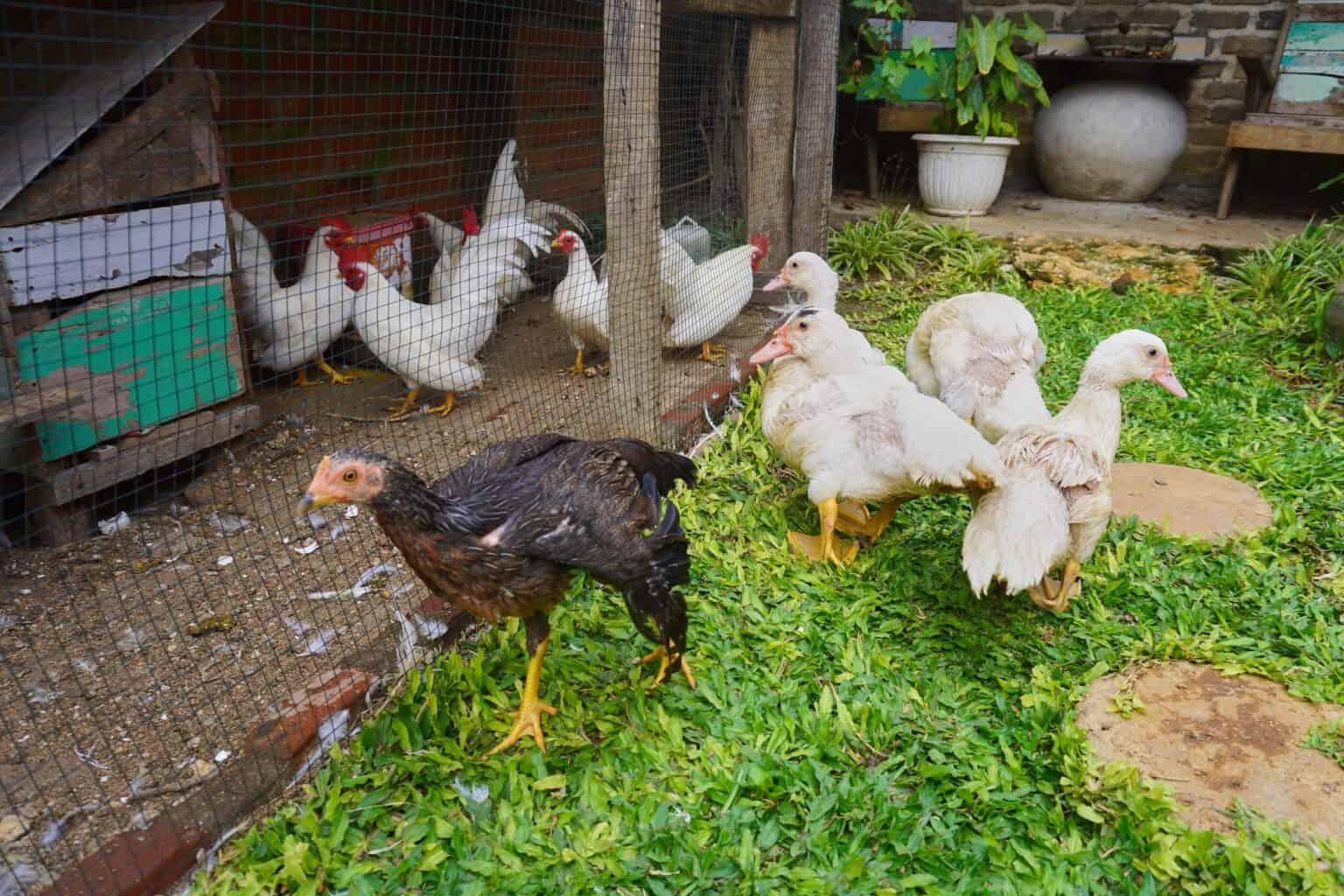 Can Chickens and Ducks Live Together? (Pros & Cons)