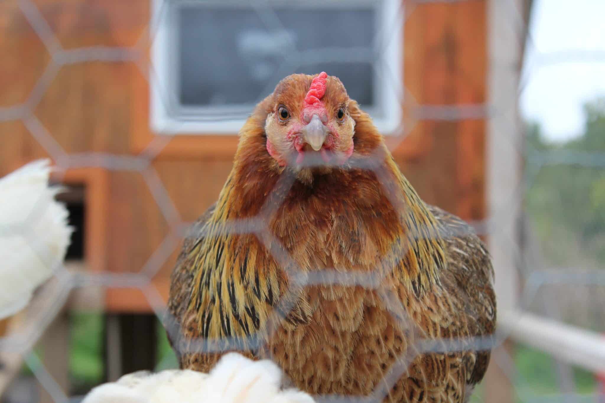 Top 20 Chickens That Lay Colored Eggs