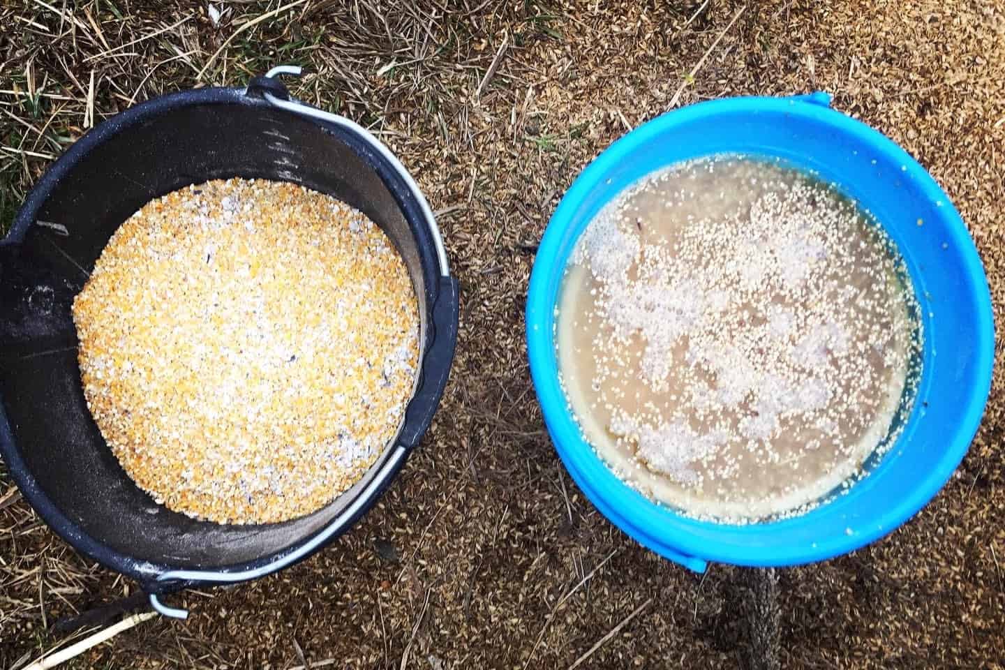 How to Ferment Chicken Feed (for Healthier Hens & Eggs)