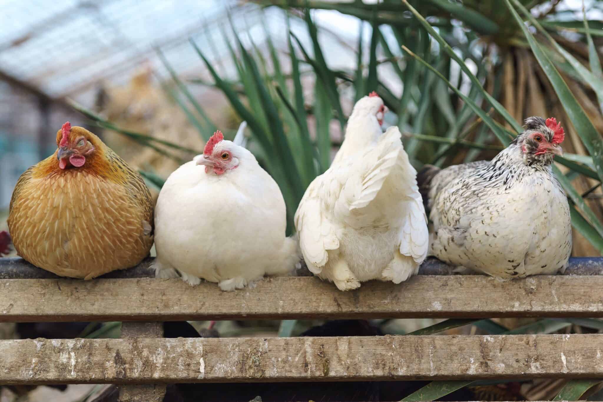 How to Build a Chicken Roost (12 Best Roost Ideas)