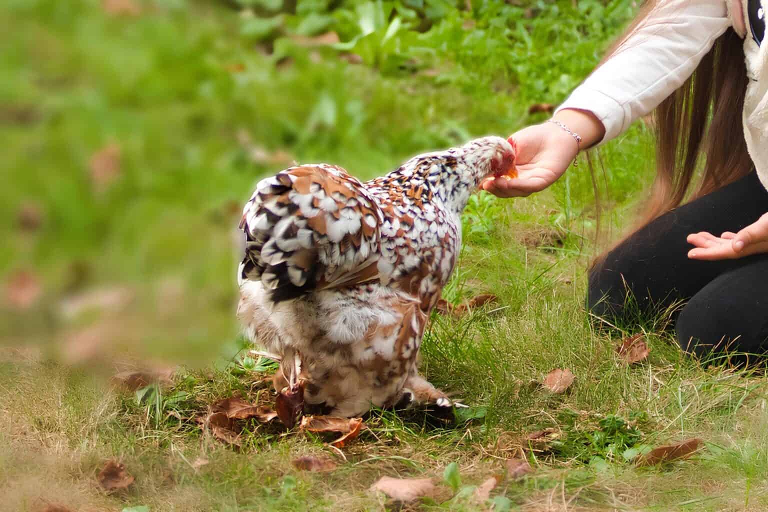 Mille Fleur d'Uccle: Breed Profile, Facts & Pictures