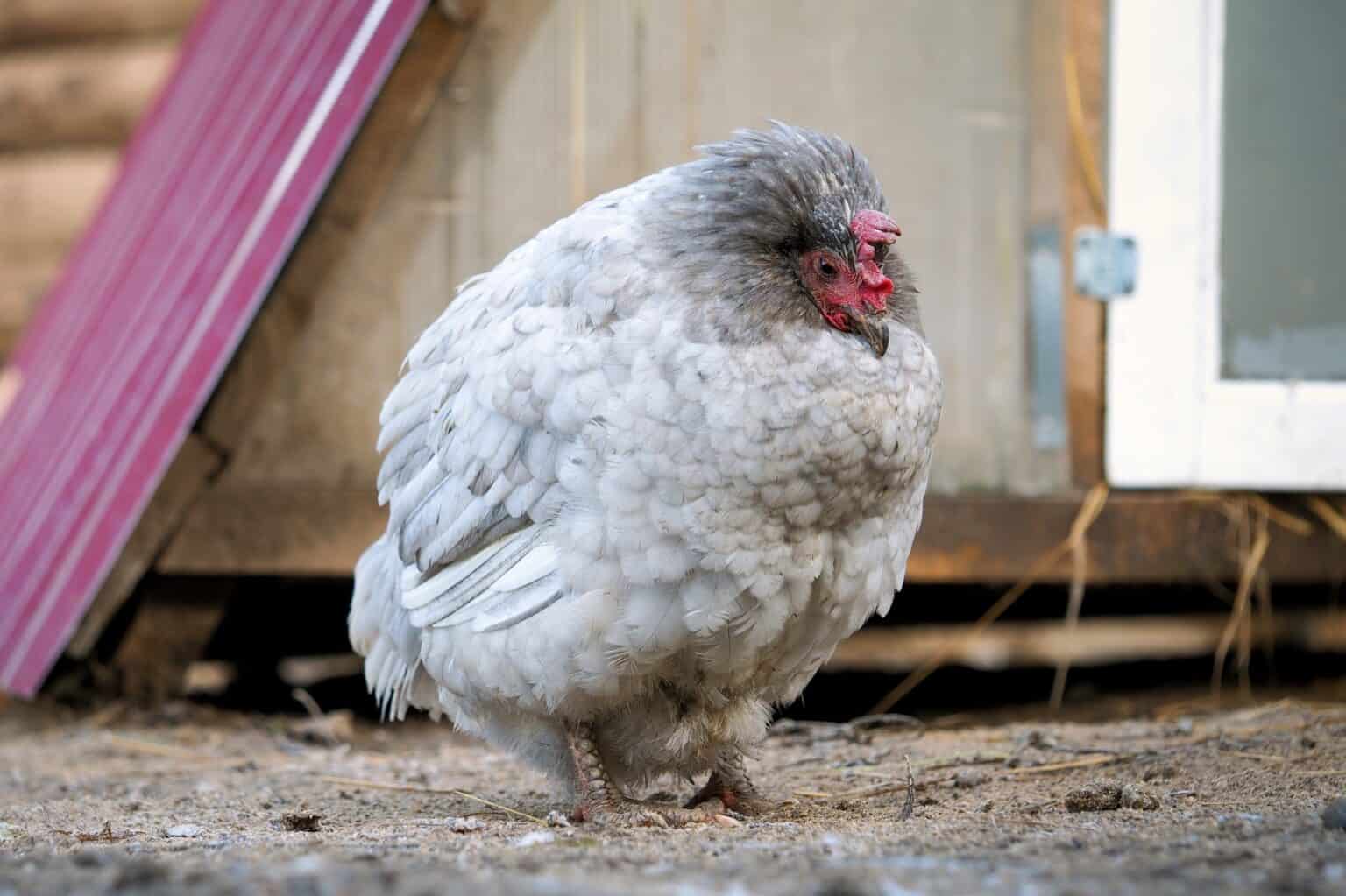 Sour Crop in Chickens: Causes, Treatment & Prevention