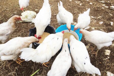 How to Ferment Chicken Feed (for Healthier Hens & Eggs)