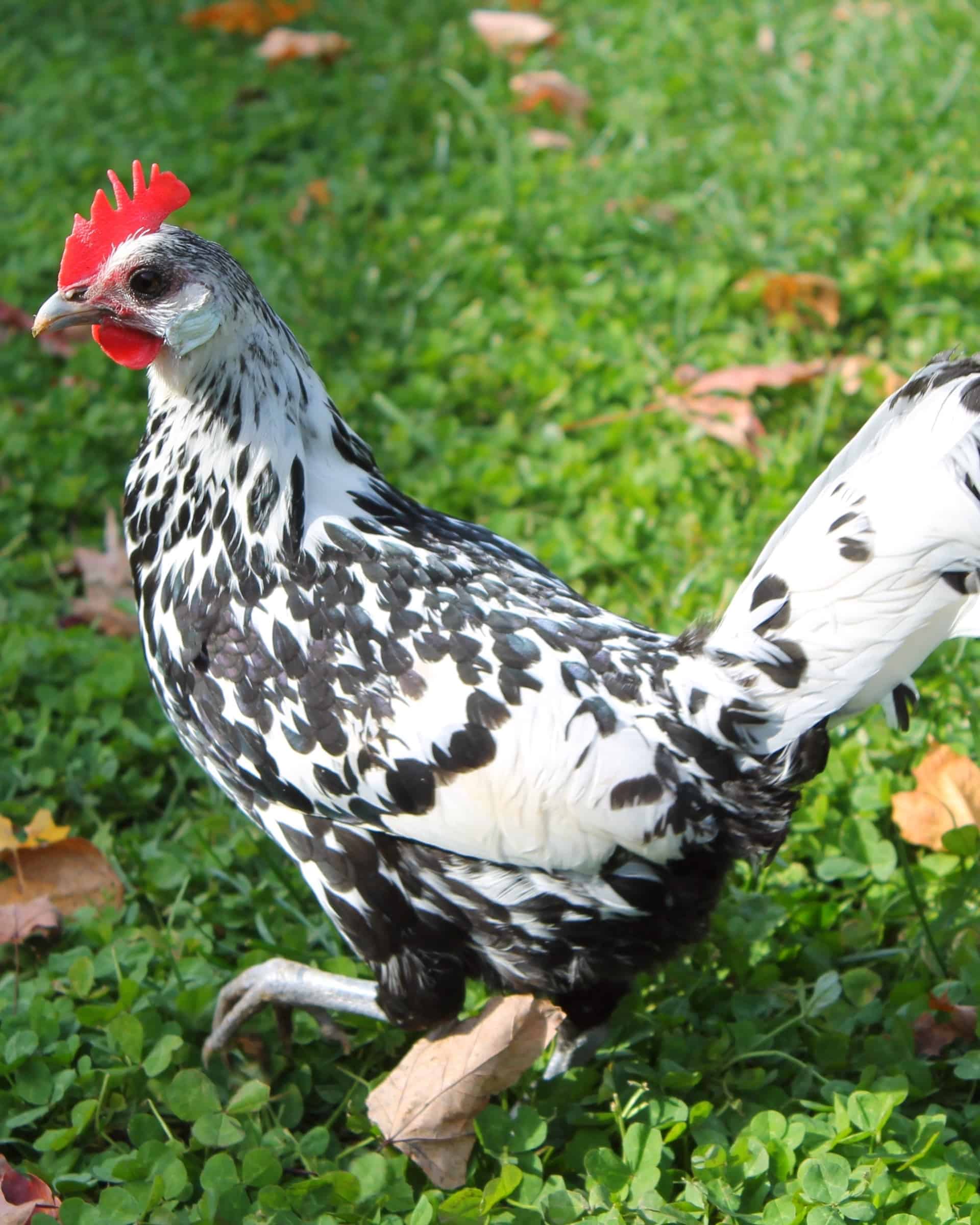 Top 19 Chickens That Lay White Eggs