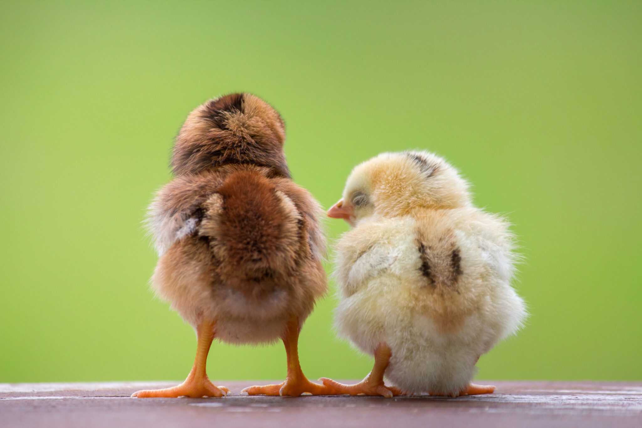 10 Ways to Tell If Chicks Are Hens or Roosters