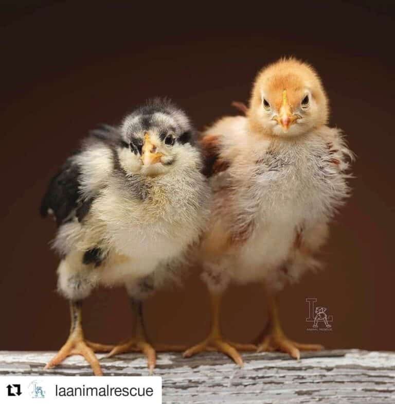 10 Ways to Tell If Chicks Are Hens or Roosters