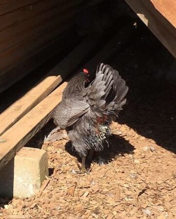 Prolapse Vent in Chickens: Symptoms, Causes & Treatment