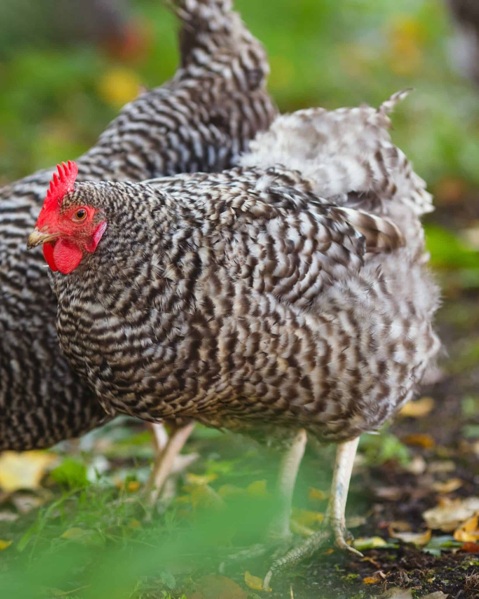 Top 19 Chickens That Lay White Eggs