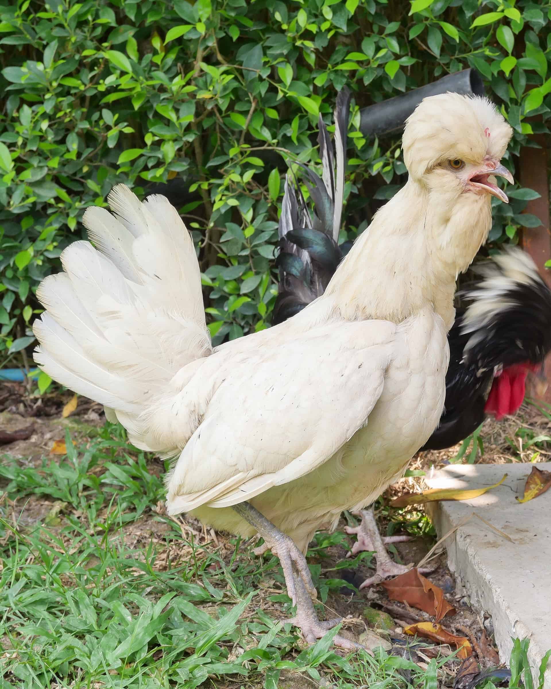 Top 19 Chickens That Lay White Eggs