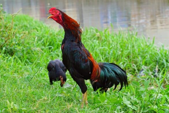 When Do Roosters Start Crowing? - Daily Chickens