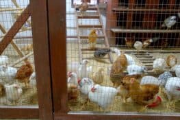 Keeping an Indoor Pet Chicken: An Ultimate Guide