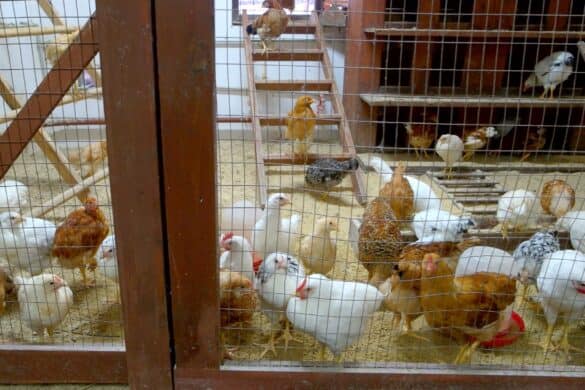 Keeping an Indoor Pet Chicken: An Ultimate Guide