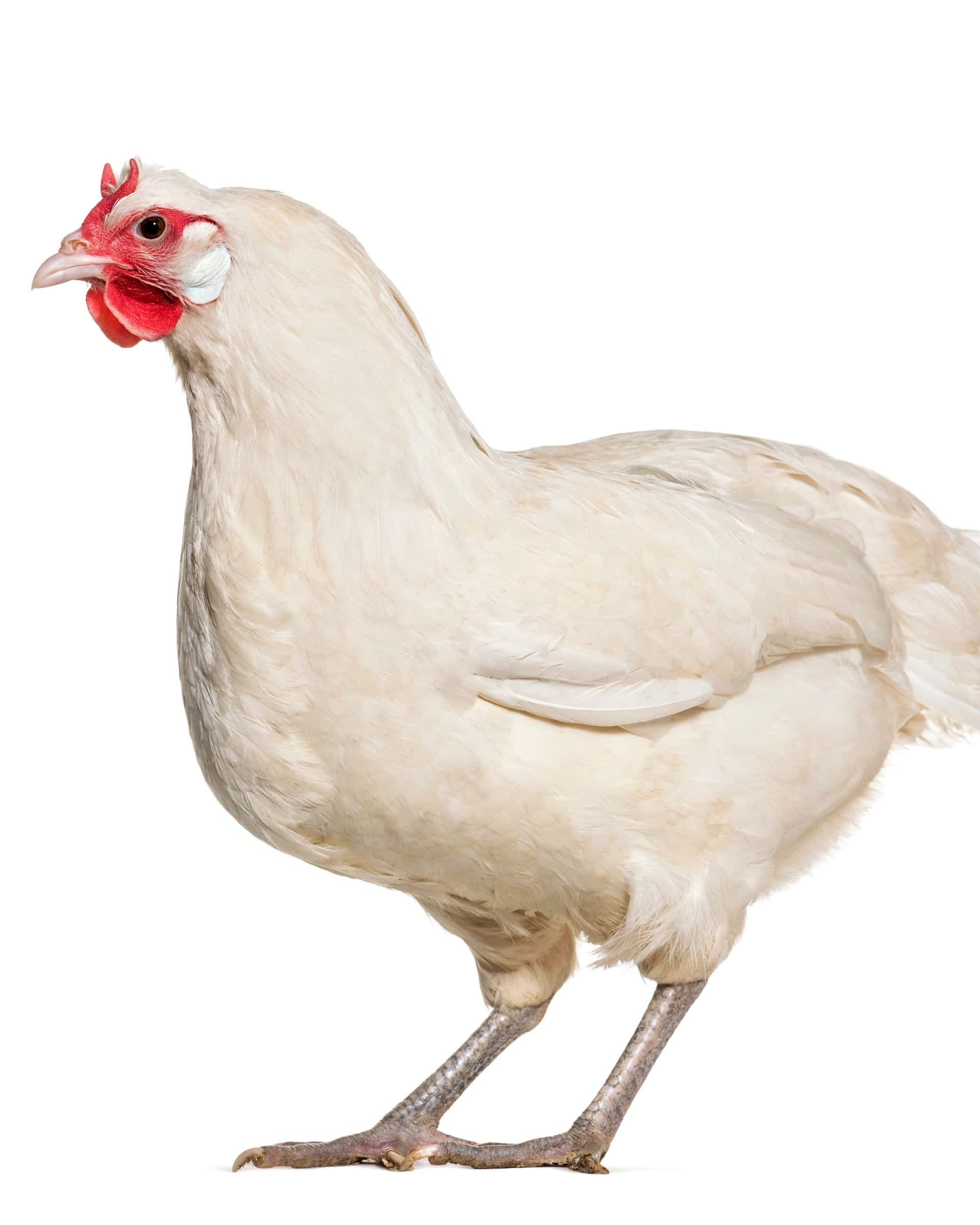 Top 19 Chickens That Lay White Eggs