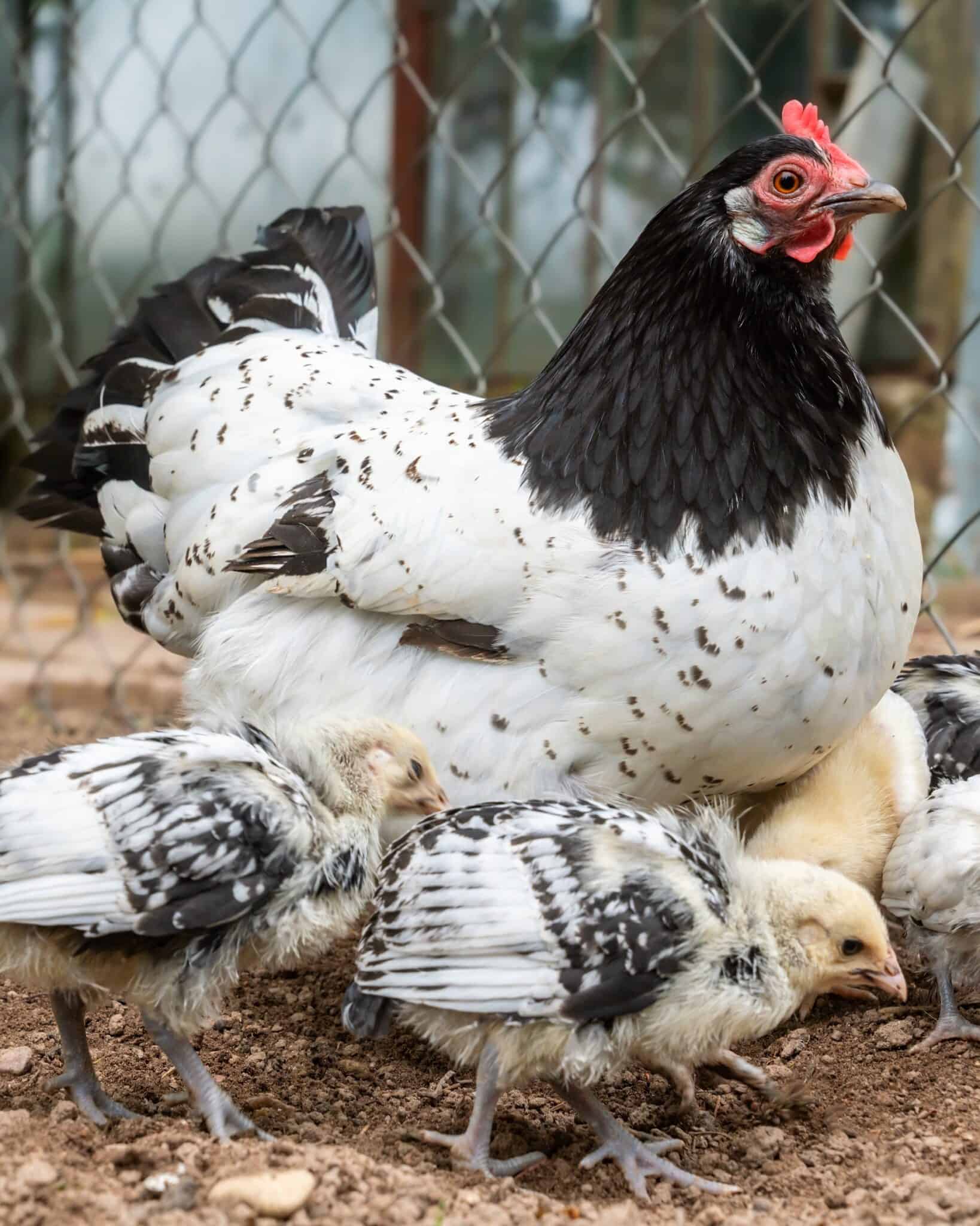 Top 19 Chickens That Lay White Eggs