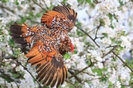 Mille Fleur d'Uccle: Breed Profile, Facts & Pictures