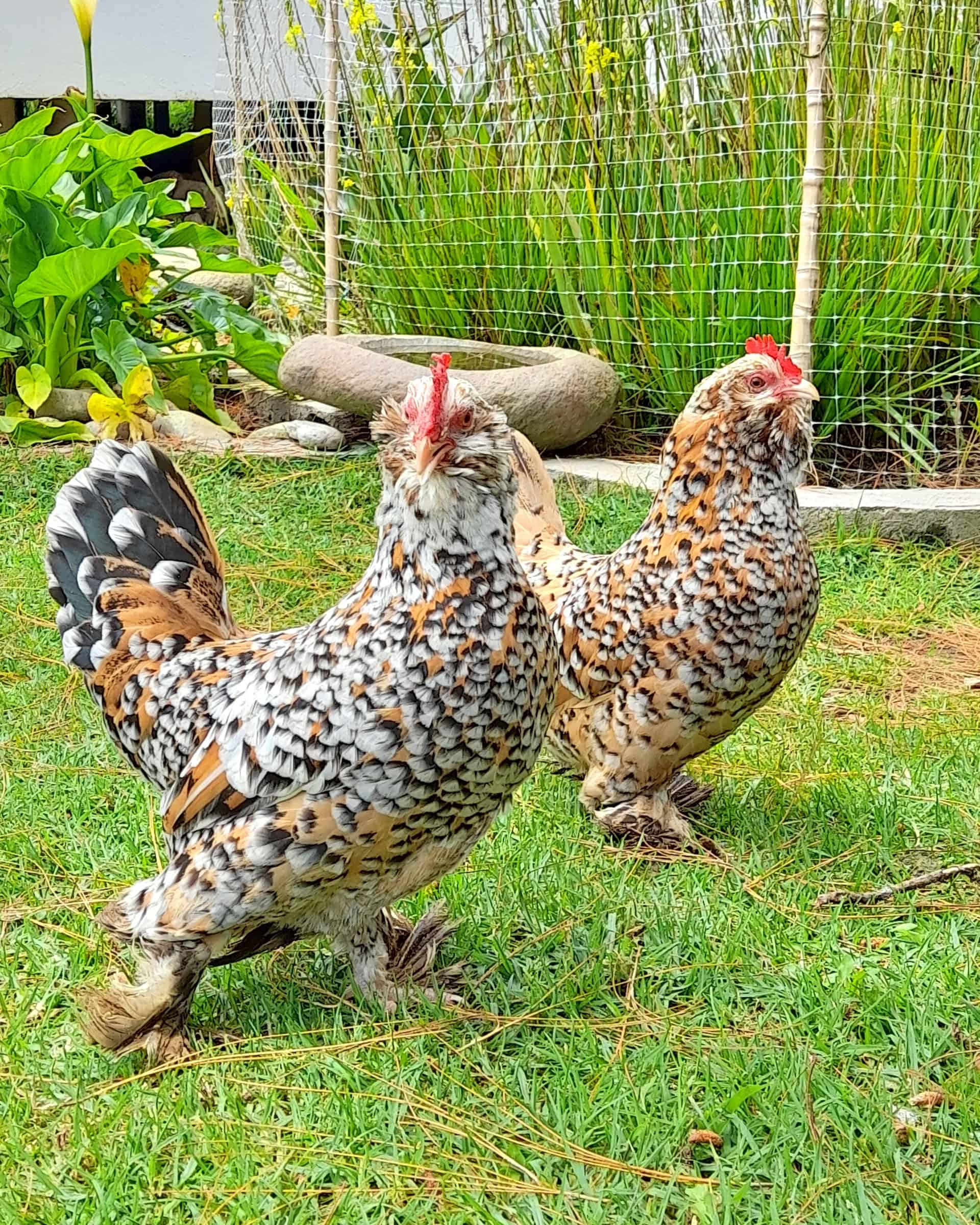 Mille Fleur d'Uccle: Breed Profile, Facts & Pictures