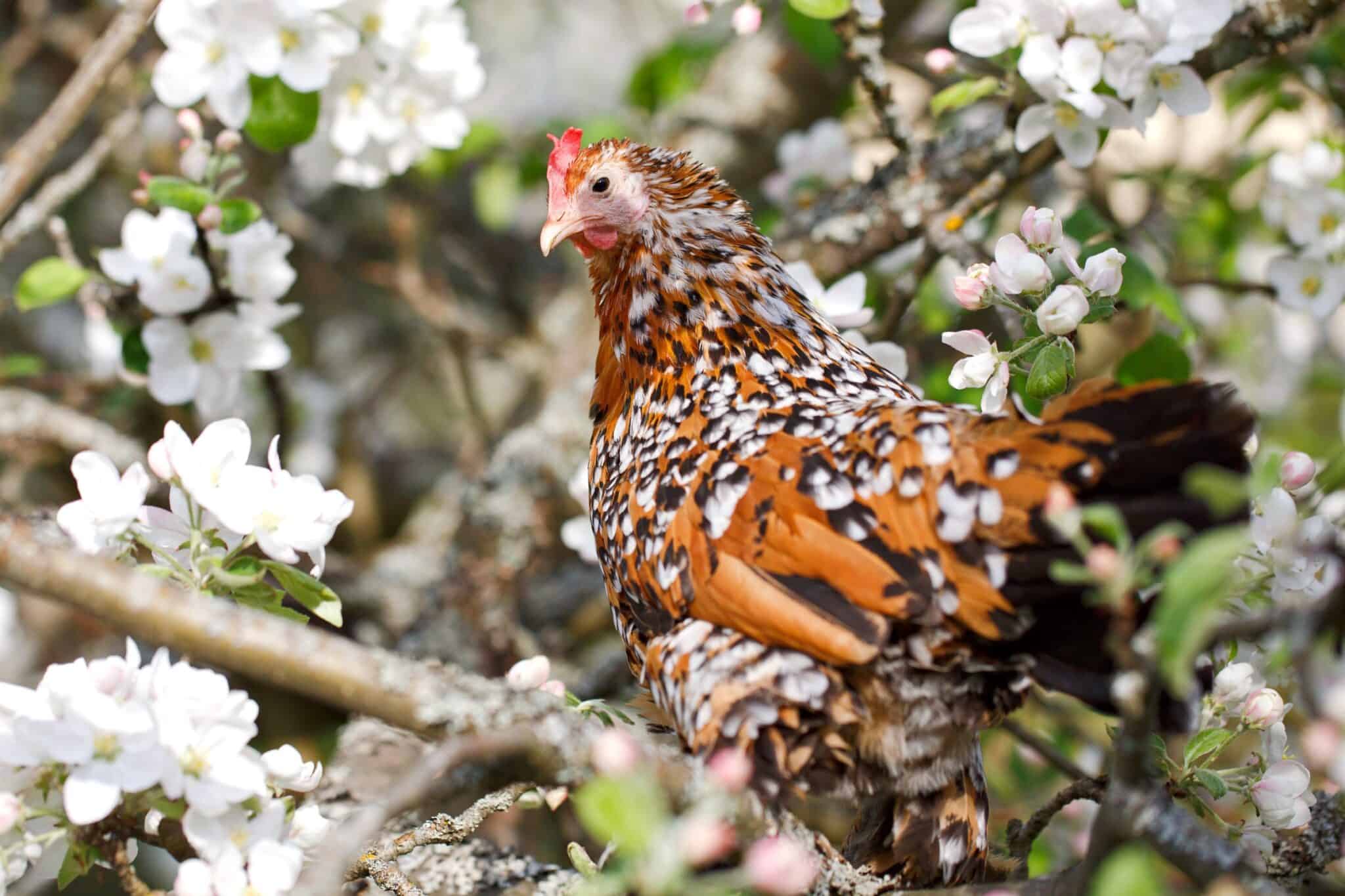 Mille Fleur d'Uccle: Breed Profile, Facts & Pictures