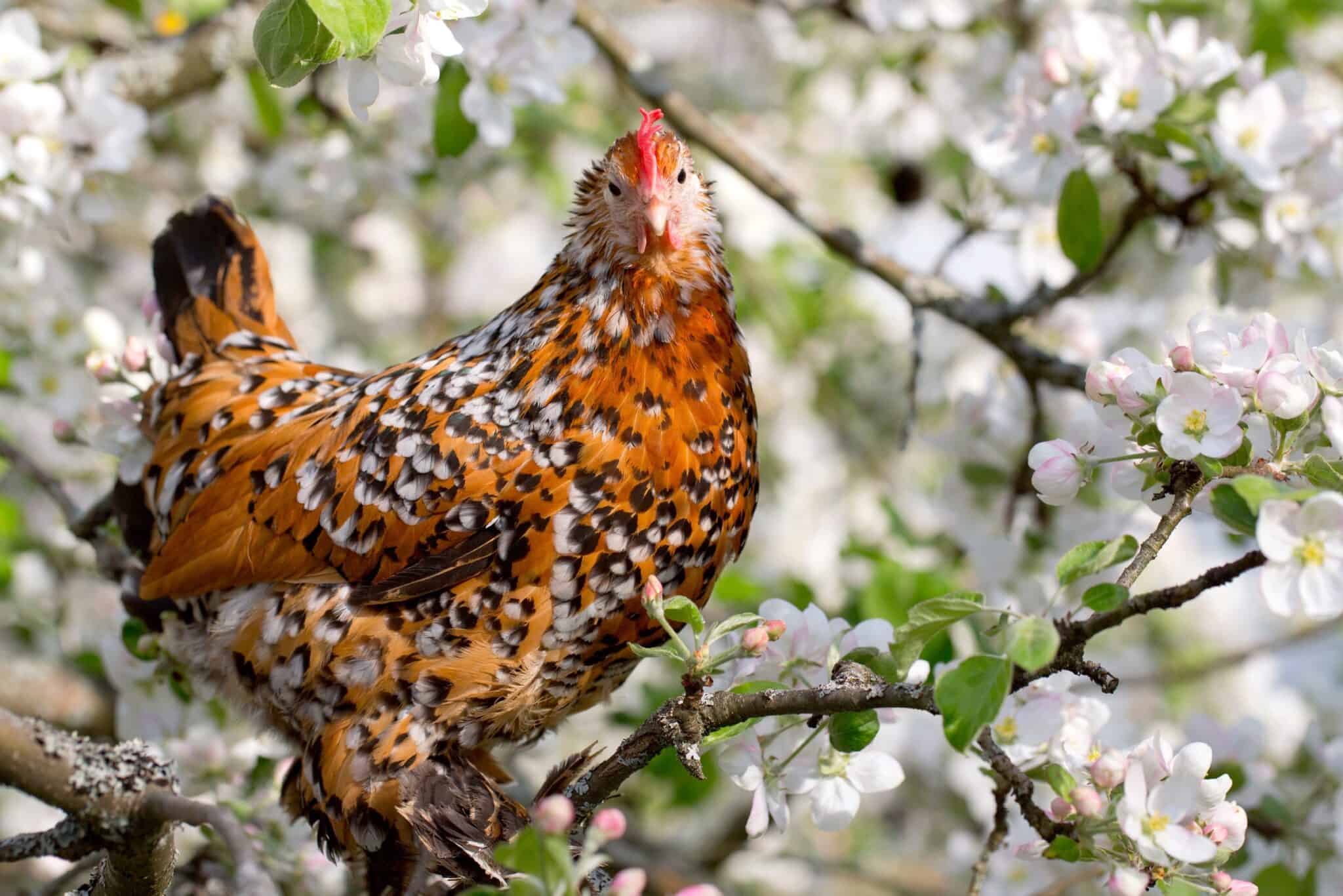 Mille Fleur d'Uccle: Breed Profile, Facts & Pictures