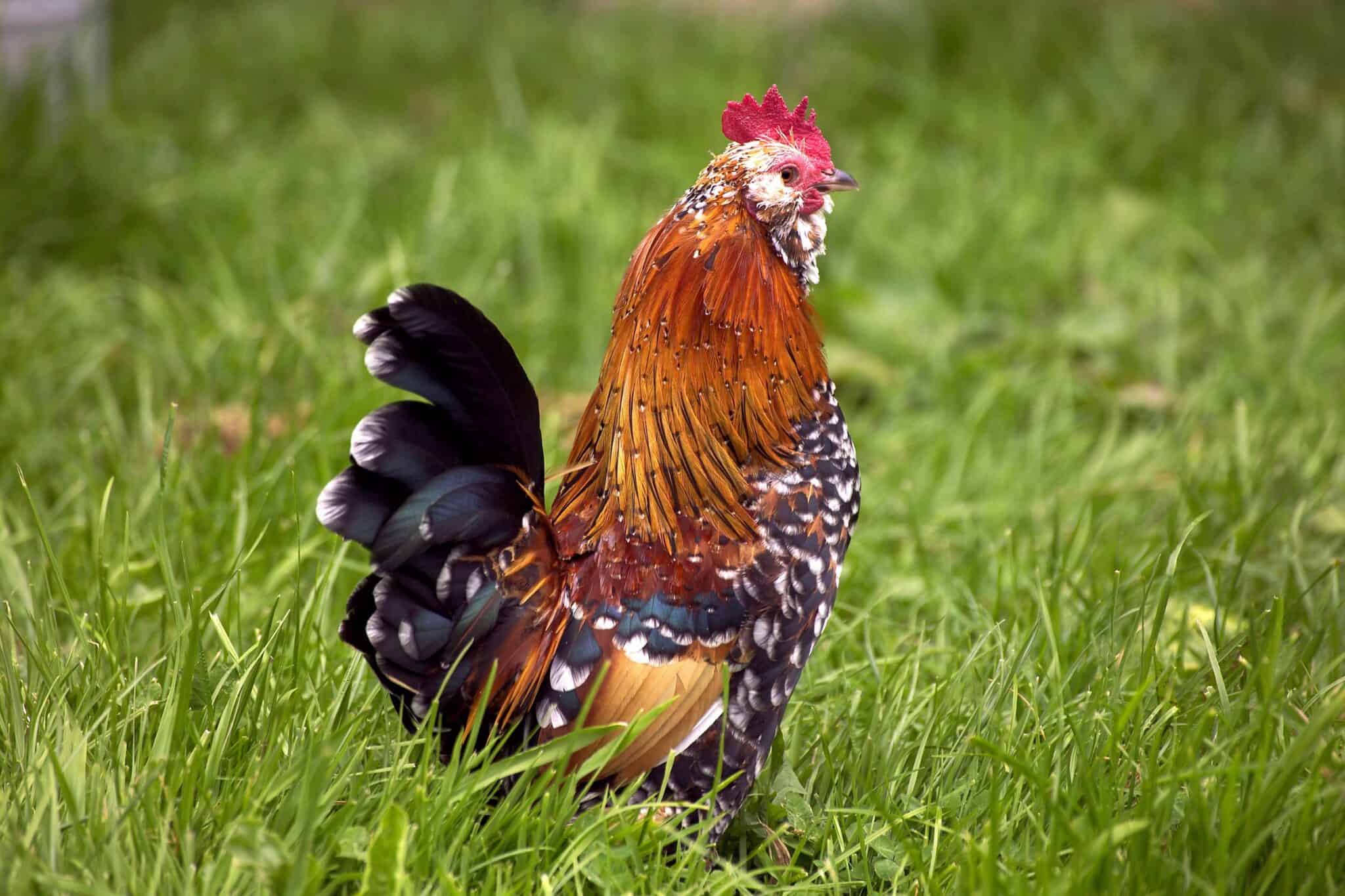 Mille Fleur d'Uccle: Breed Profile, Facts & Pictures