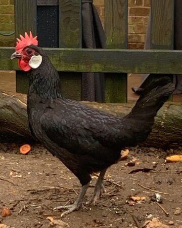 Top 19 Chickens That Lay White Eggs