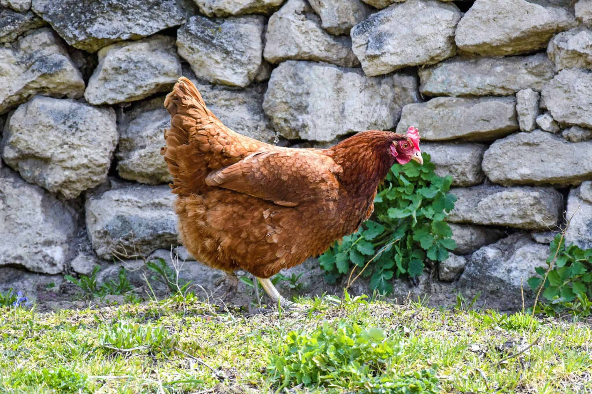 Top 10 Reasons Why Your Chickens Stop Laying Eggs