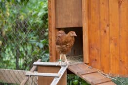 Keeping an Indoor Pet Chicken: An Ultimate Guide