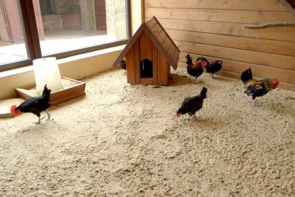 Sand for Chicken Coop: What Kind of Sand & How to Use It