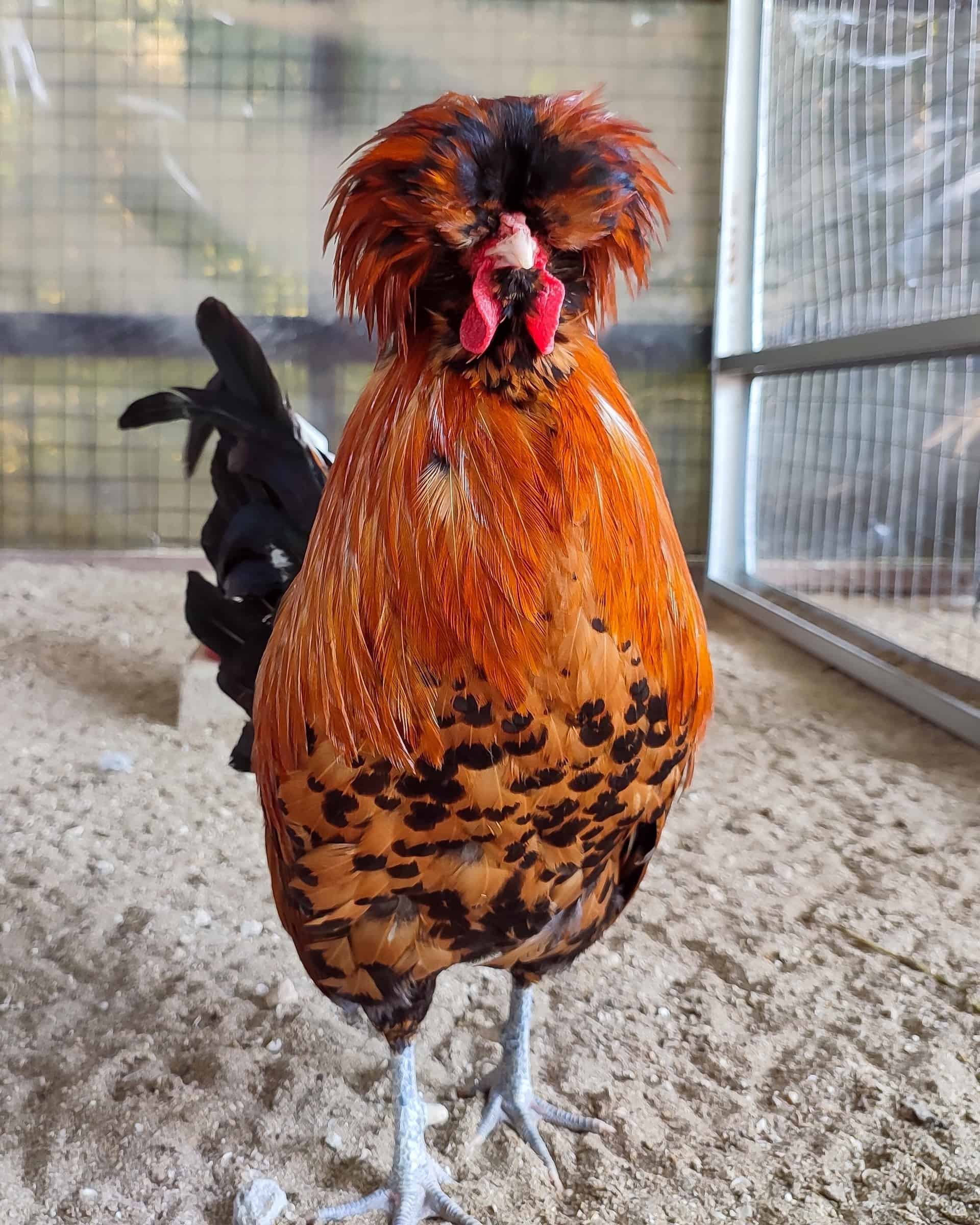 Top 19 Chickens That Lay White Eggs