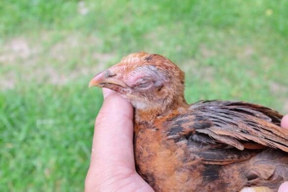 Black Chicken Poop: 6 Causes & What to Do