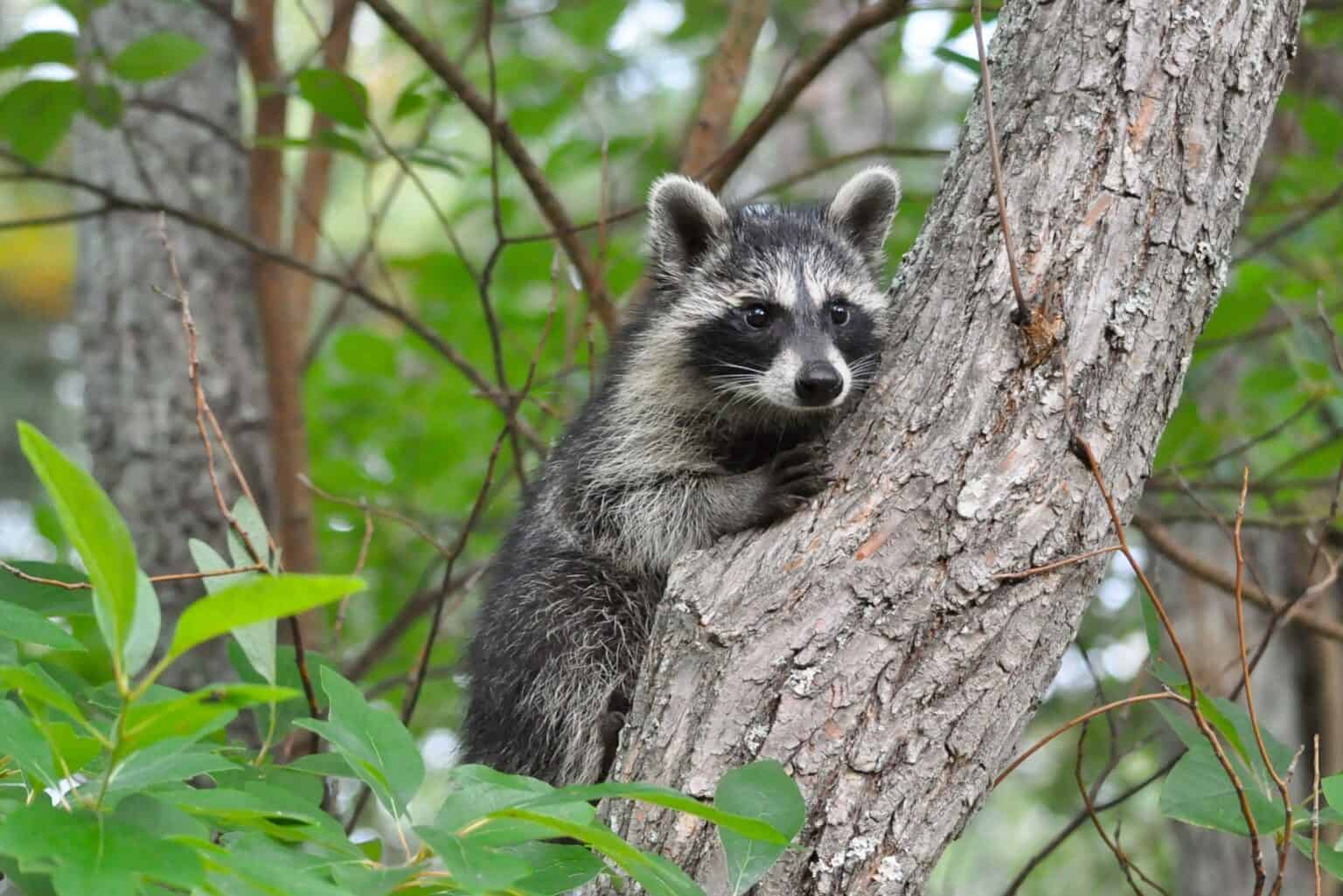 Do Raccoons Eat Chickens? (Tips to Protect Your Chickens)