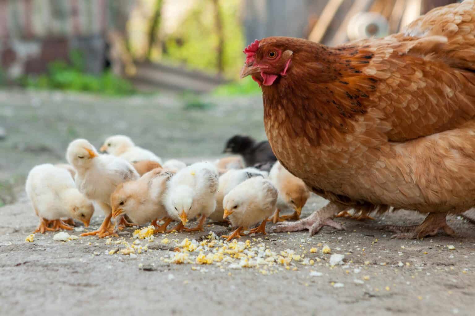 Keeping an Indoor Pet Chicken: An Ultimate Guide