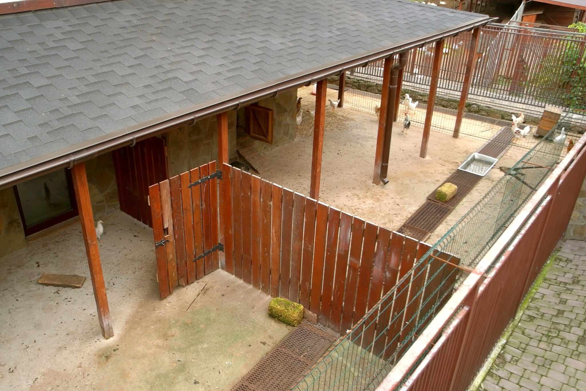 Keeping an Indoor Pet Chicken: An Ultimate Guide