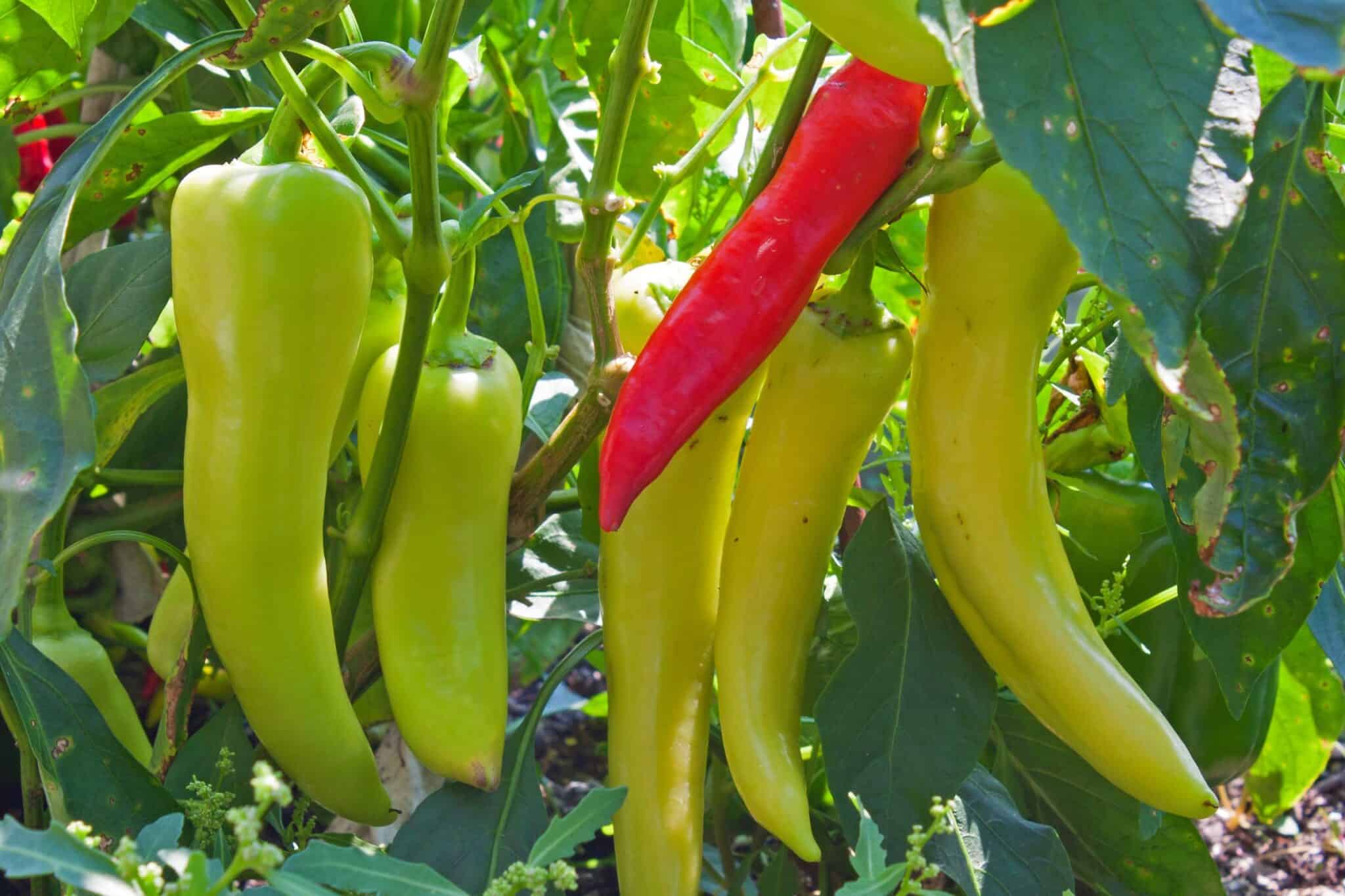 Can Chickens Eat Peppers? (Health Benefits & Risks)