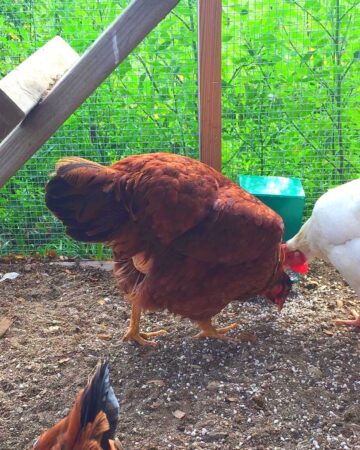 Prolapse Vent in Chickens: Symptoms, Causes & Treatment