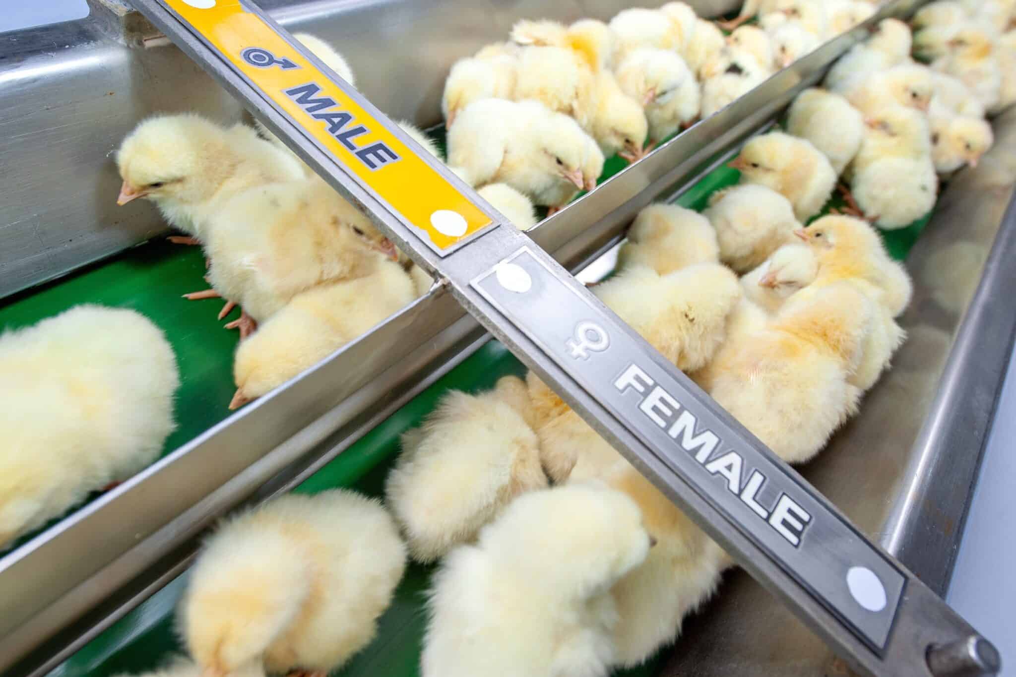 10 Ways To Tell If Chicks Are Hens Or Roosters