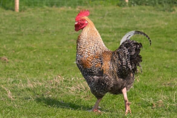 Barnevelder Chicken: Breed Profile, Facts & Pictures