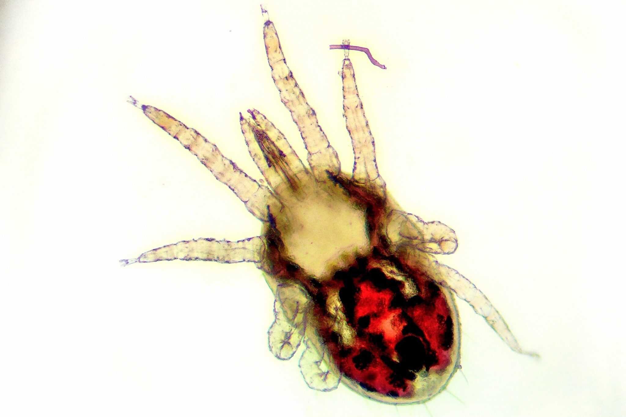 Chicken Mites: How to Identify and Get Rid of Them