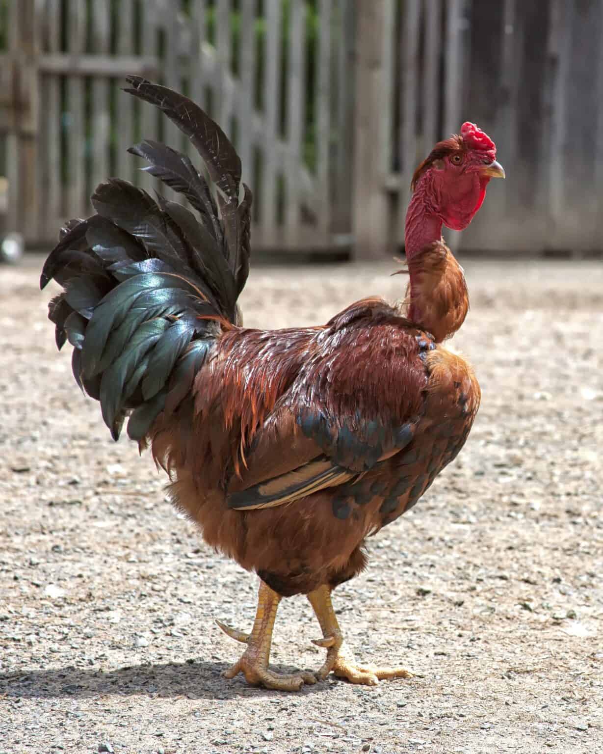 Naked Neck (Turken Chicken): Breed Profile & Pictures