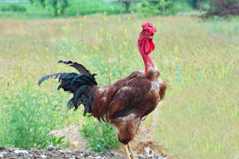 Naked Neck (Turken Chicken): Breed Profile & Pictures