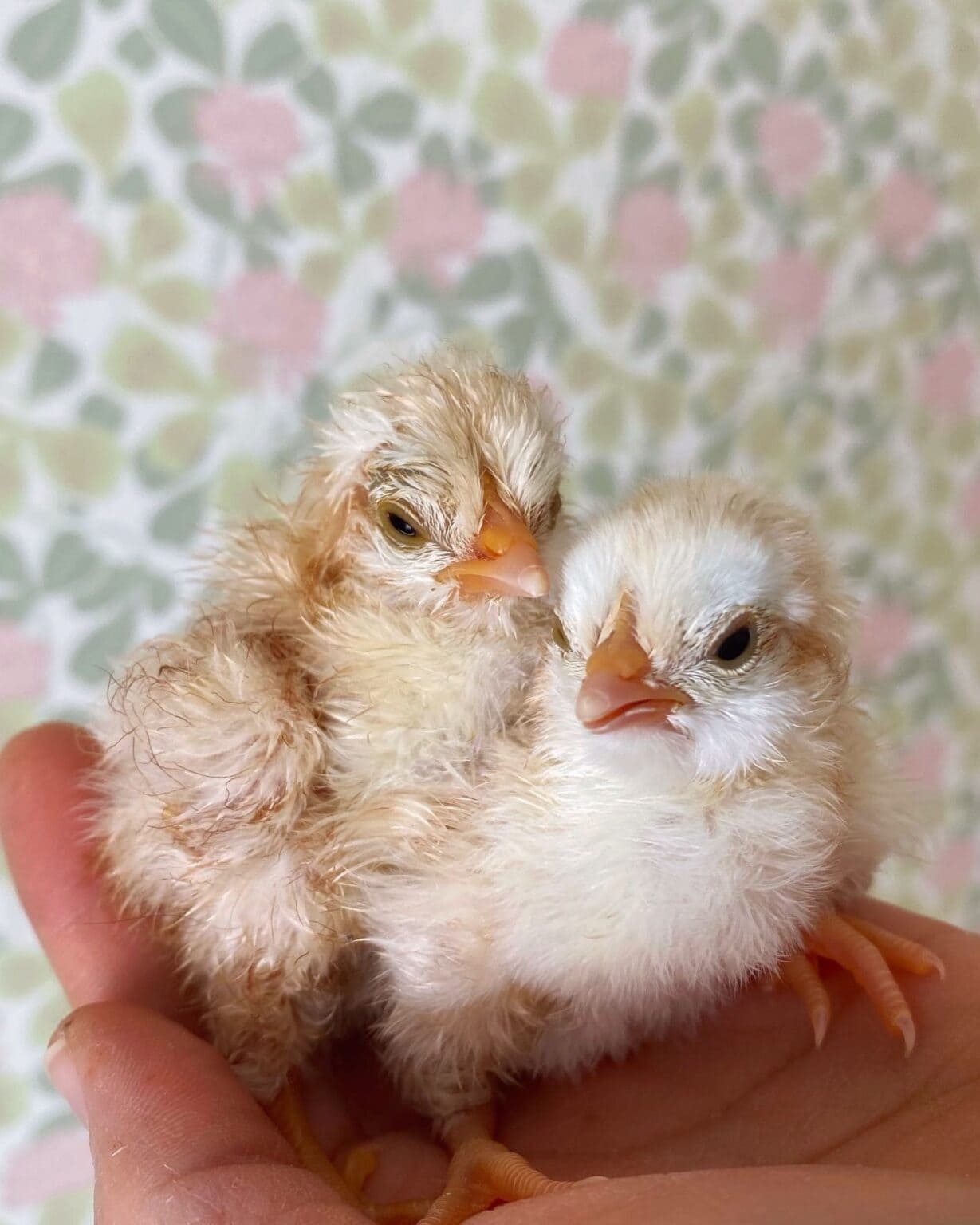 10 Ways to Tell If Chicks Are Hens or Roosters