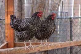 How to Build a Chicken Roost (12 Best Roost Ideas)