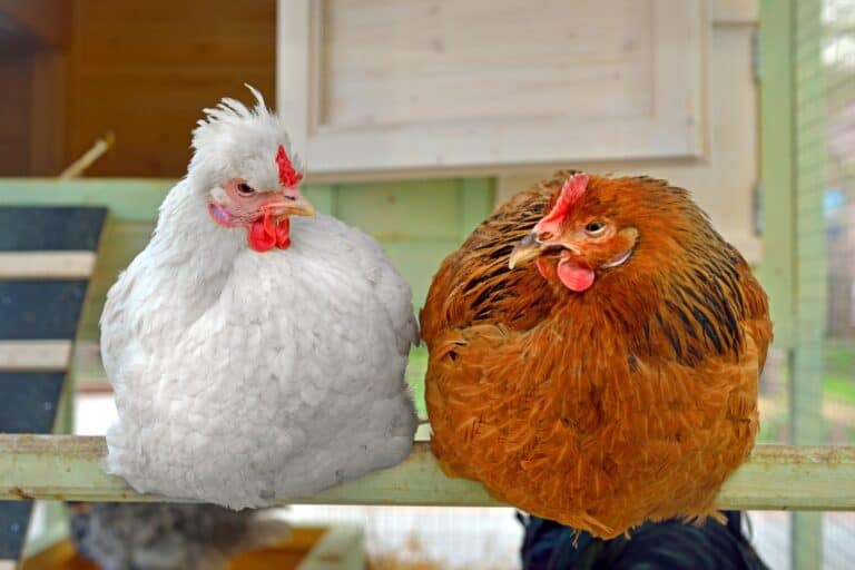How to Build a Chicken Roost (12 Best Roost Ideas)