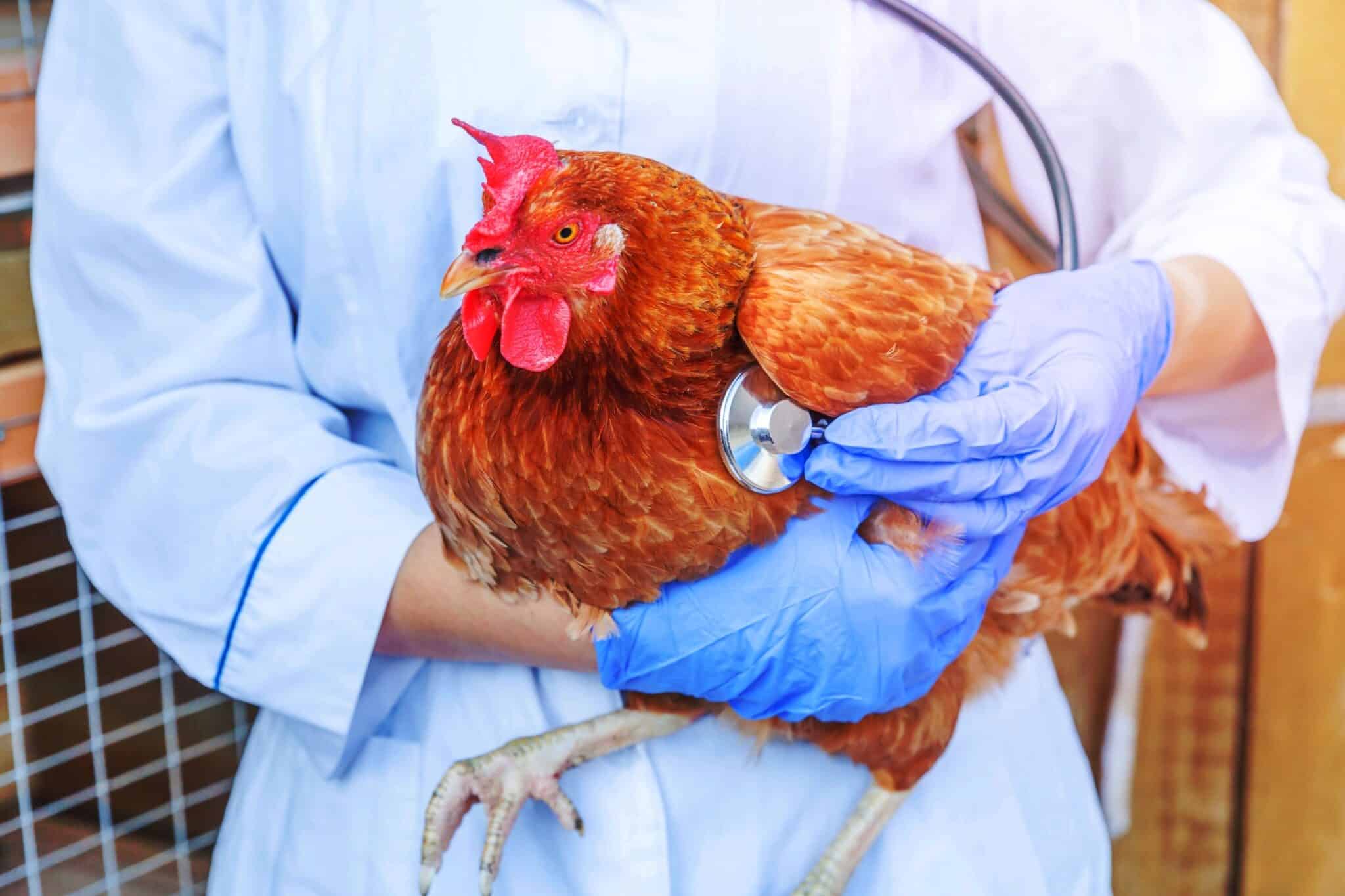 Sour Crop in Chickens: Causes, Treatment & Prevention